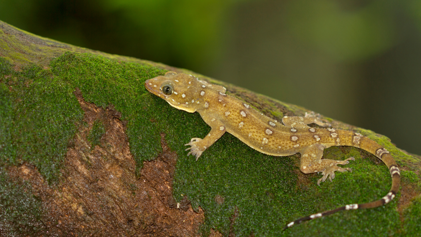 Enriching Journeys | Blog | Exploring the Western Ghats